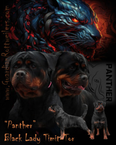 GR Females – Guardian Rottweilers