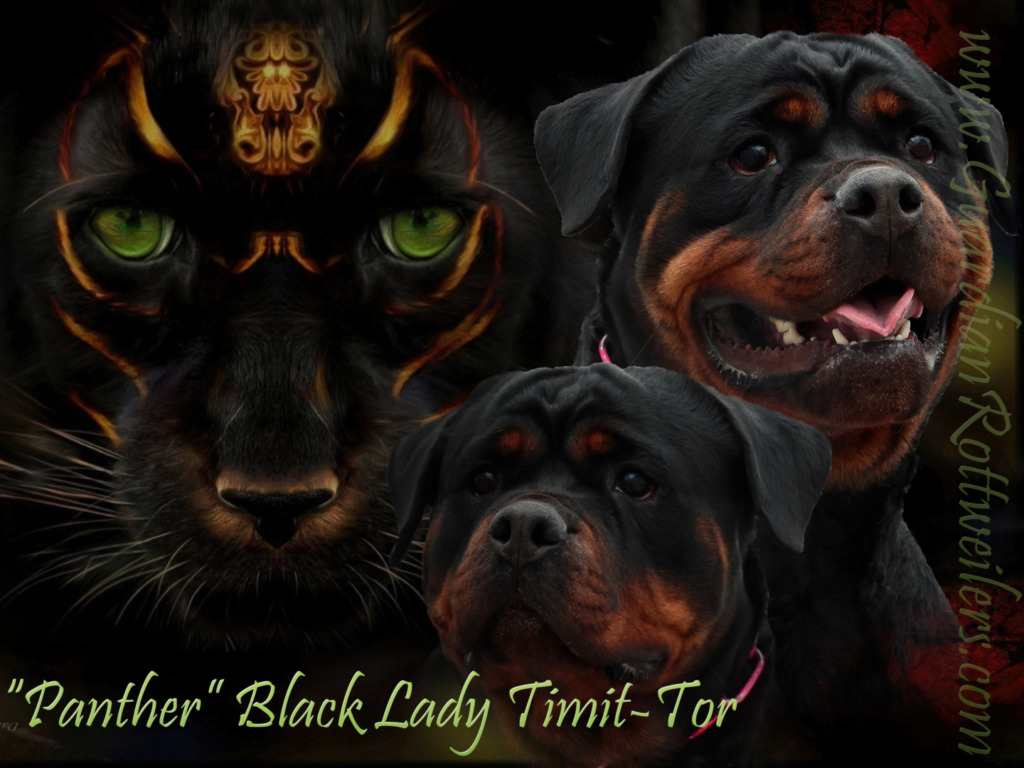 “Panther” Black Lady Timit Tor – Guardian Rottweilers