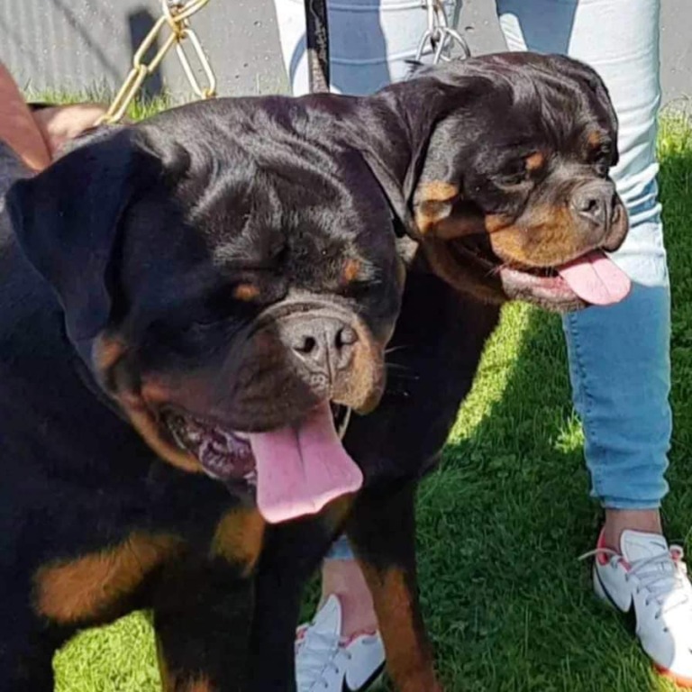 Hector von hause Pista – Guardian Rottweilers