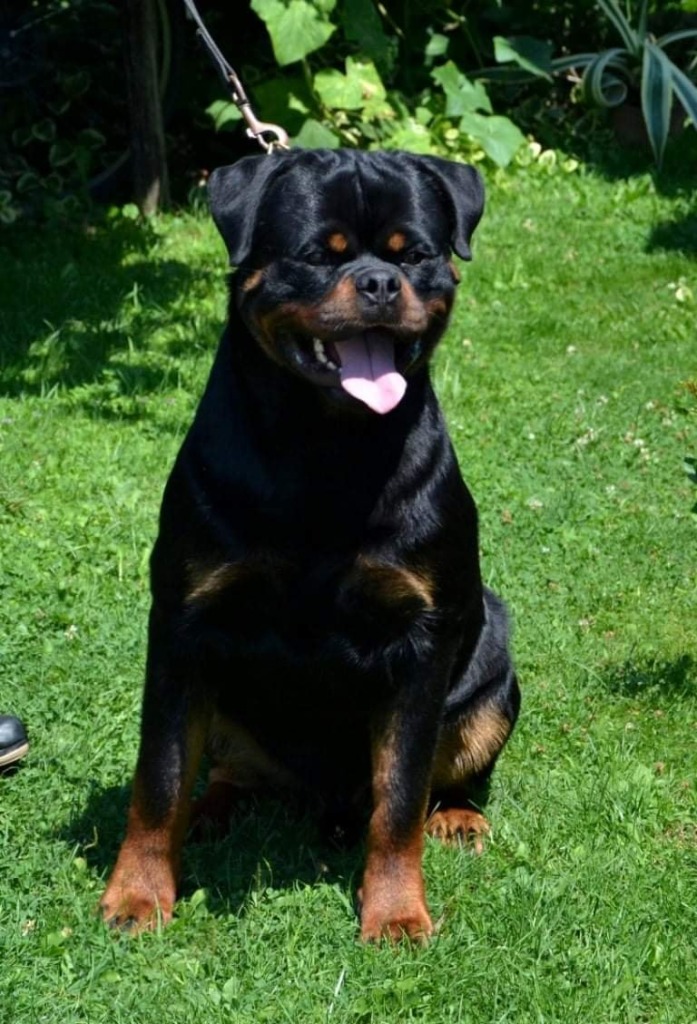 Hector von hause Pista – Guardian Rottweilers