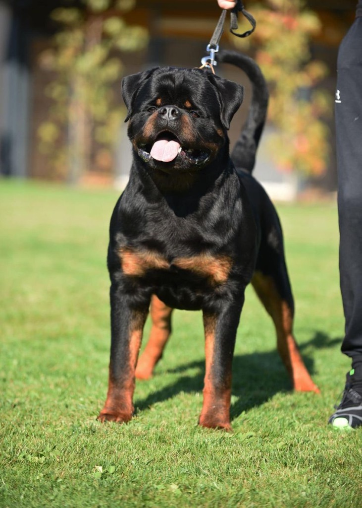 Enton Timit-Tor – Guardian Rottweilers