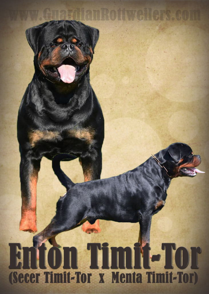 Enton Timit-Tor – Guardian Rottweilers
