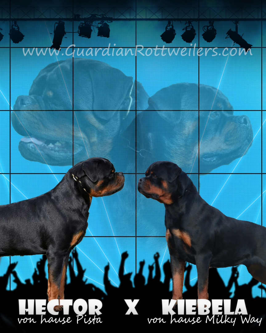 Hector pups!! – Guardian Rottweilers