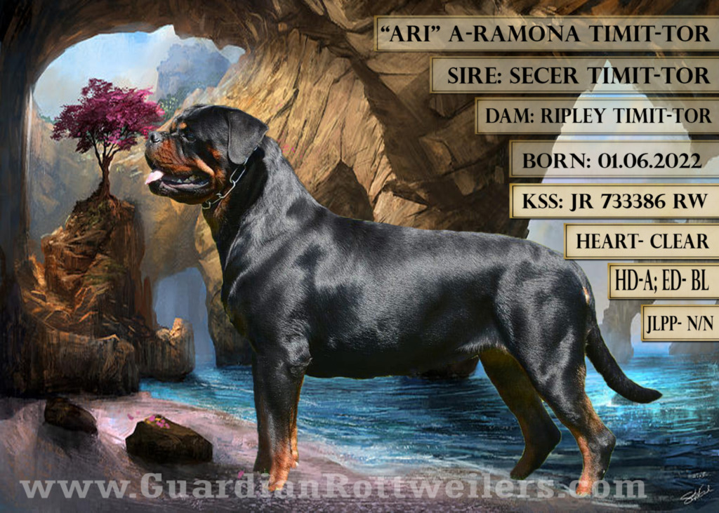 A-Ramona Timit-Tor – Guardian Rottweilers