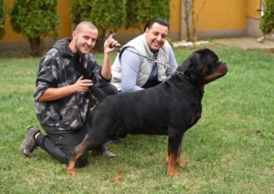 Doctor Timit-Tor – Guardian Rottweilers