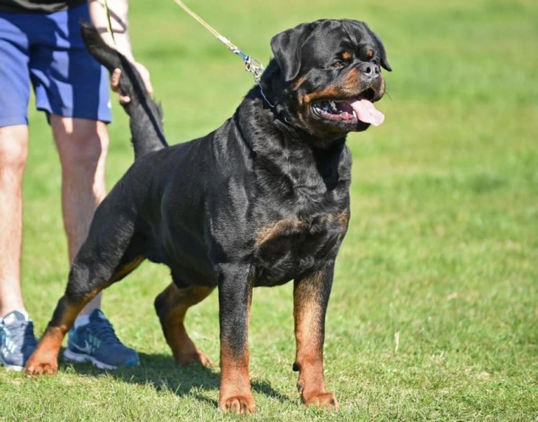 Doctor Timit-Tor – Guardian Rottweilers