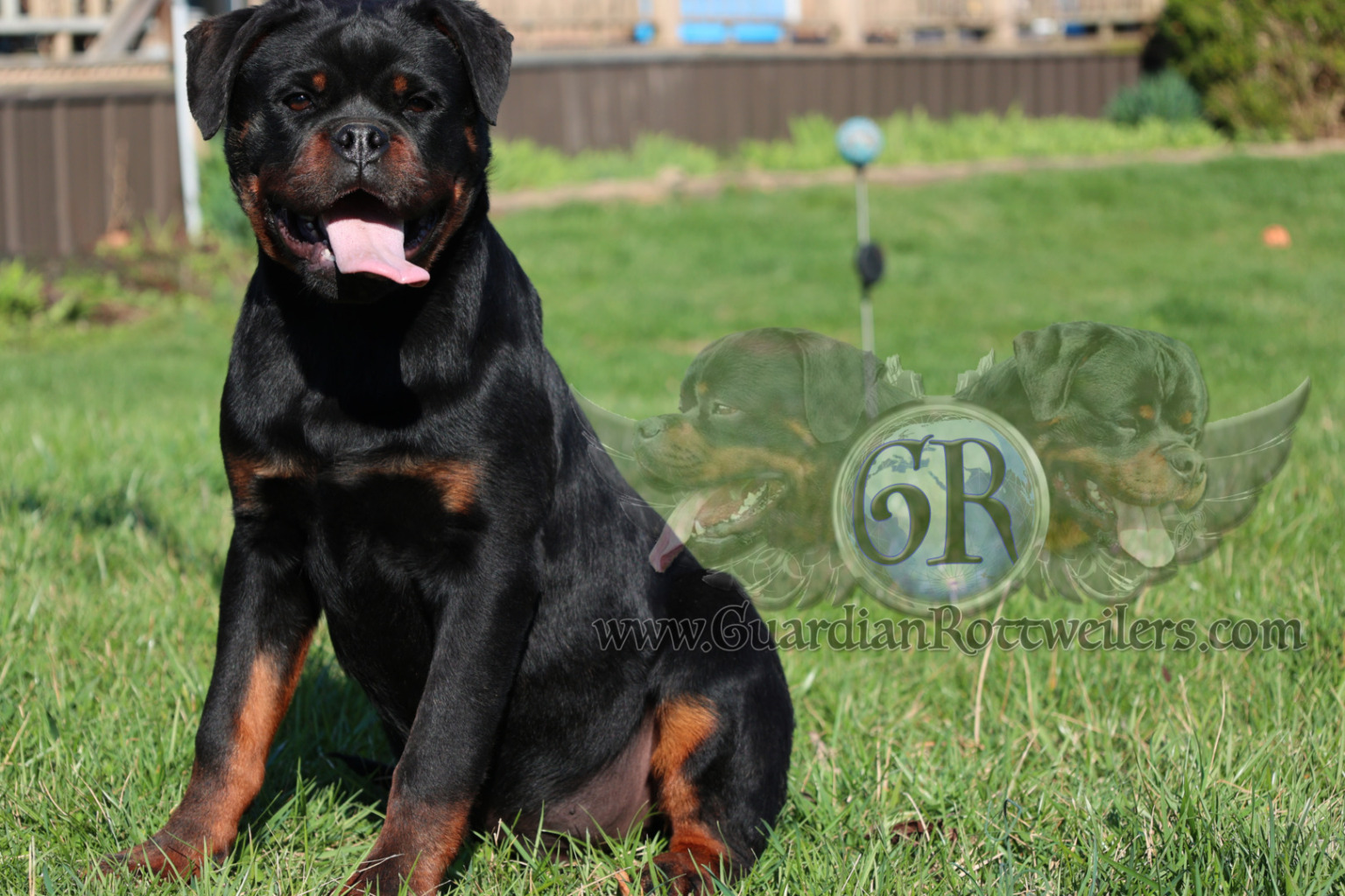 Enton Timit-Tor Pups!! – Guardian Rottweilers