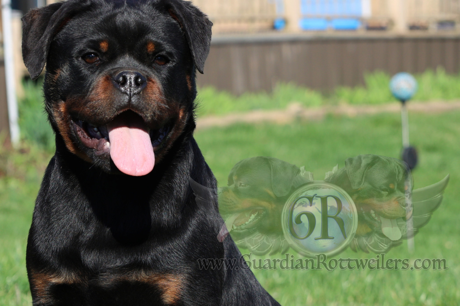 Enton Timit-Tor Pups!! – Guardian Rottweilers