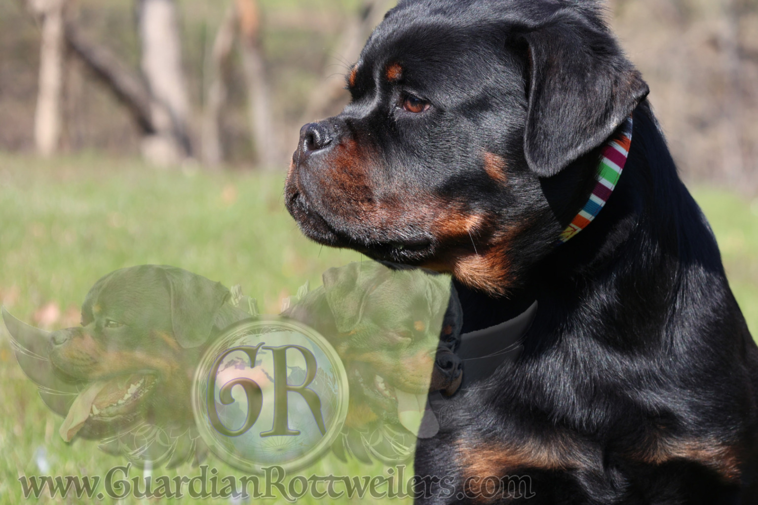 Enton Timit-Tor Pups!! – Guardian Rottweilers