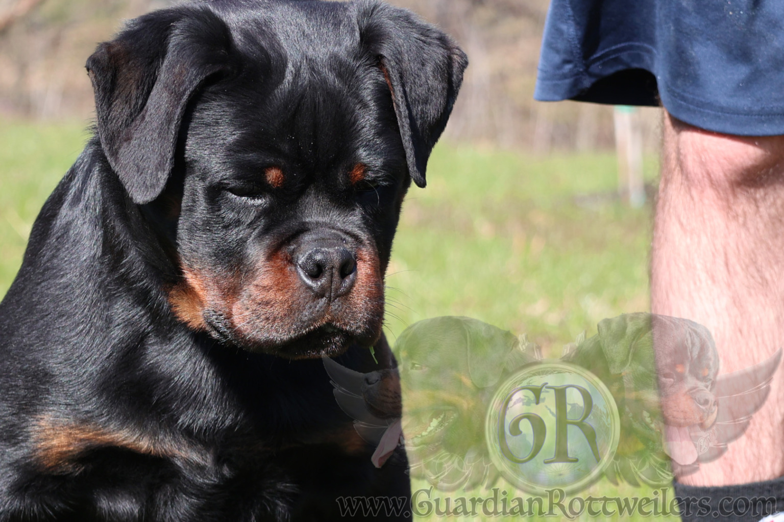 Enton Timit-Tor Pups!! – Guardian Rottweilers