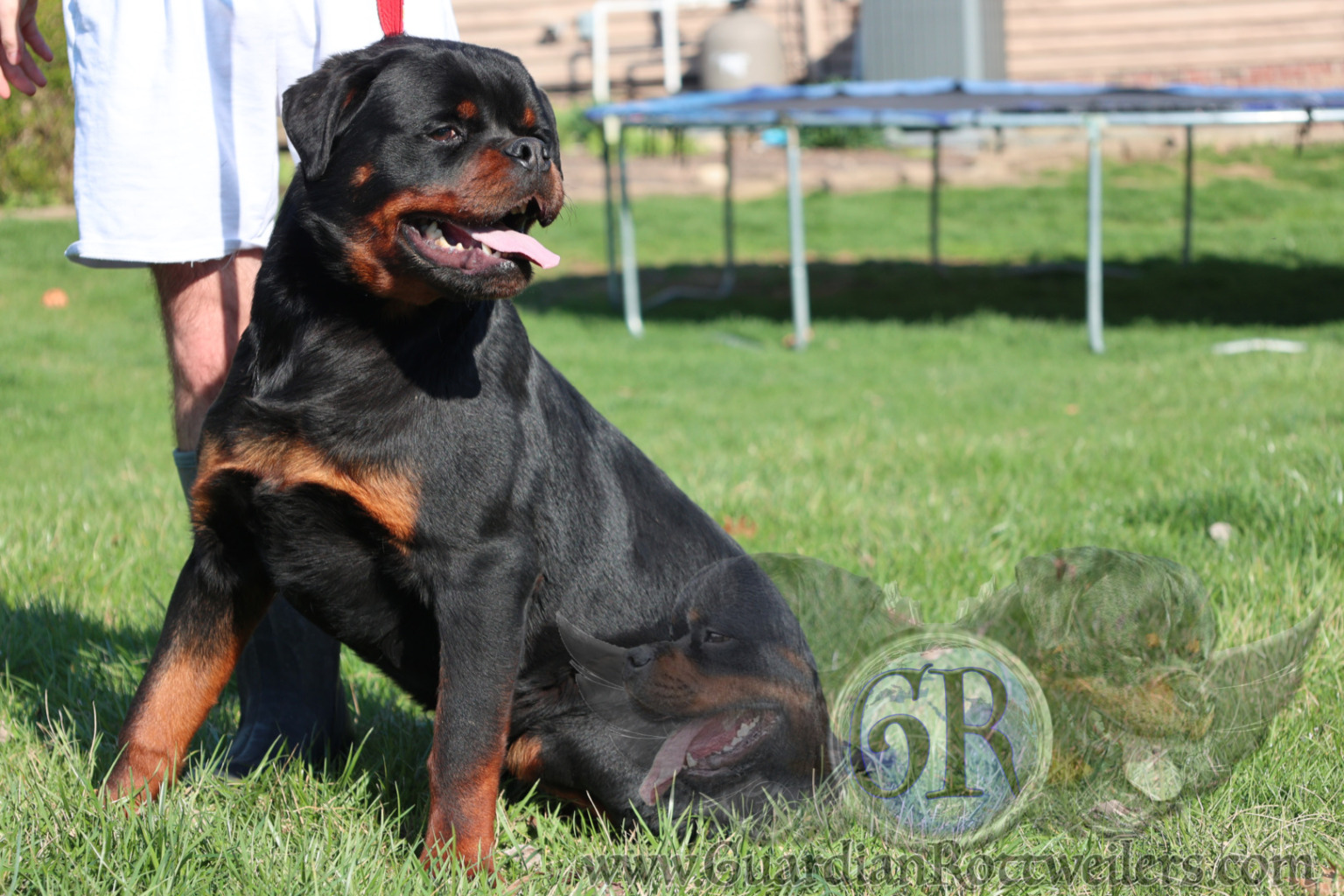 Guardian Ravi – Guardian Rottweilers