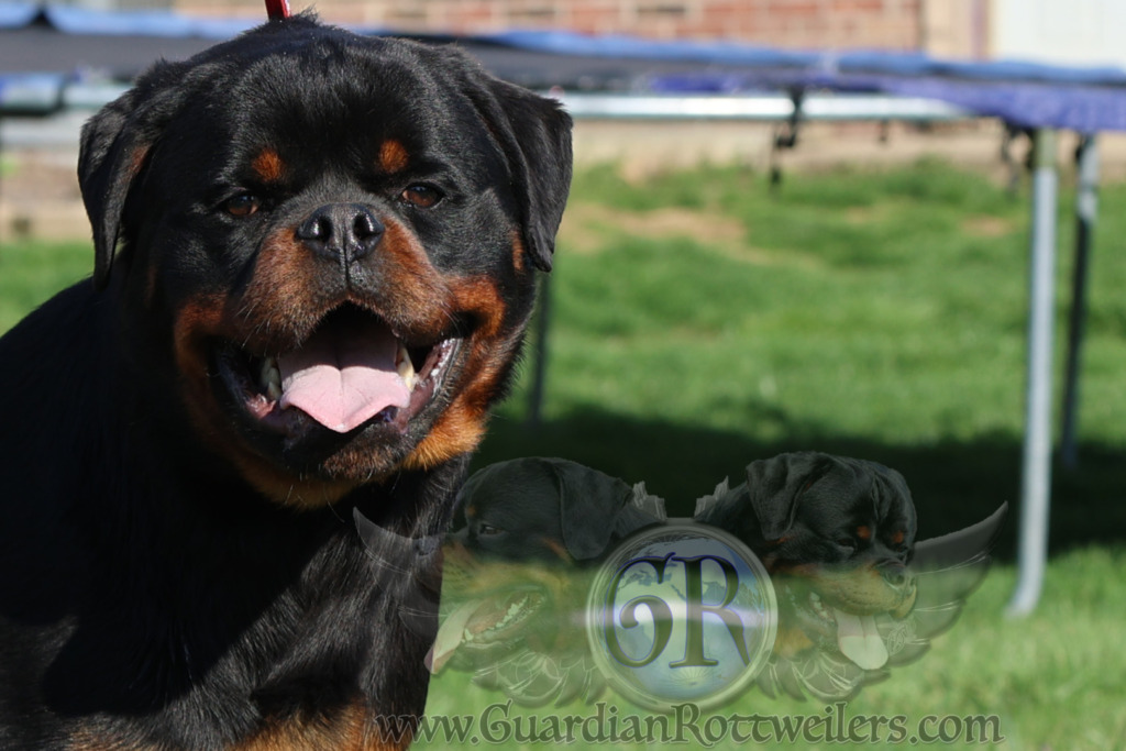 Guardian Ravi – Guardian Rottweilers