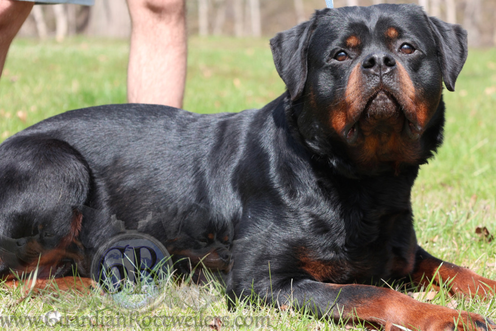 Sara of the Laki’s House – Guardian Rottweilers