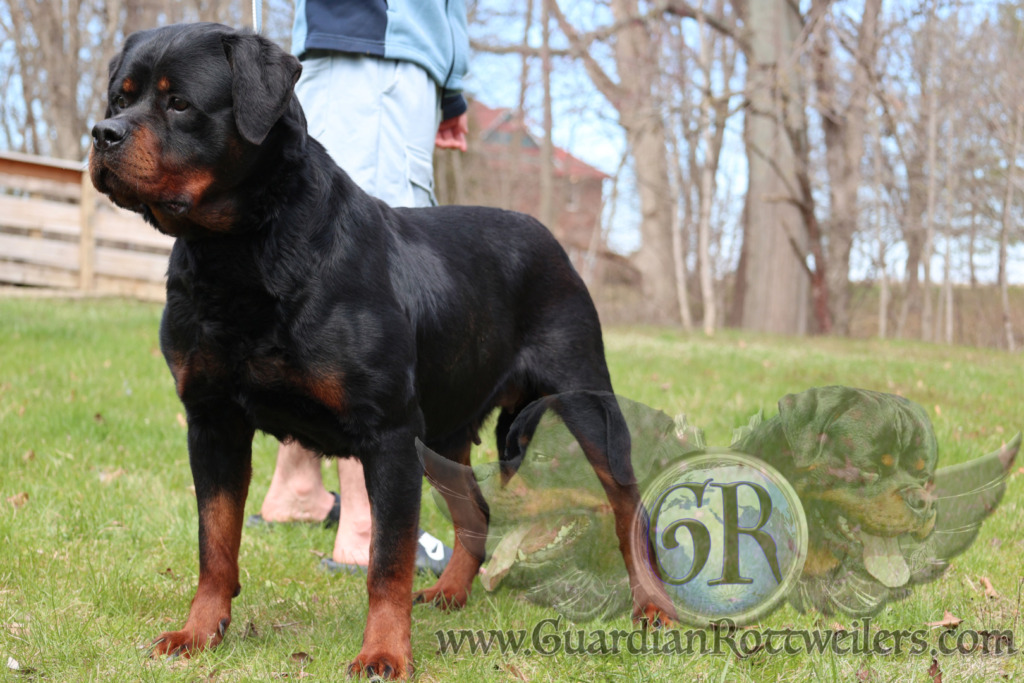 Sara of the Laki’s House – Guardian Rottweilers