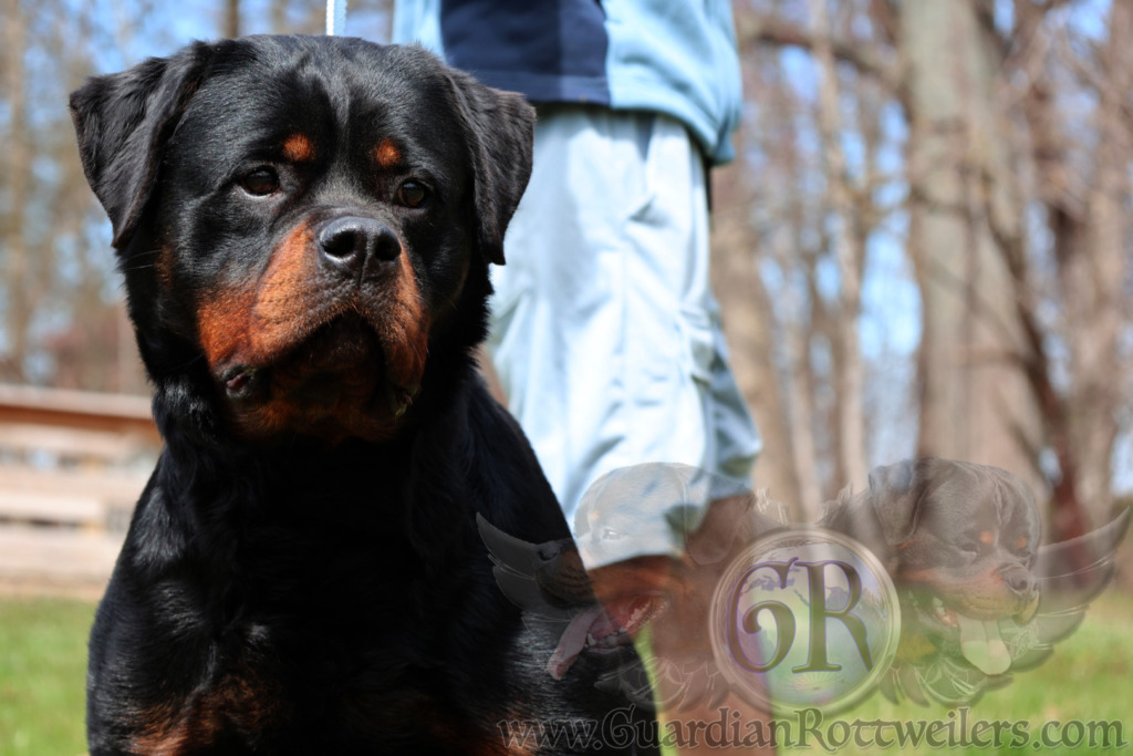 Sara of the Laki’s House – Guardian Rottweilers