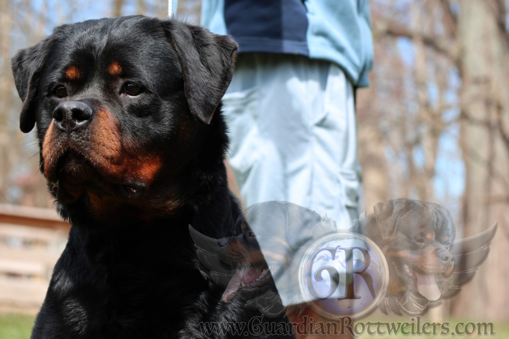 Sara of the Laki’s House – Guardian Rottweilers