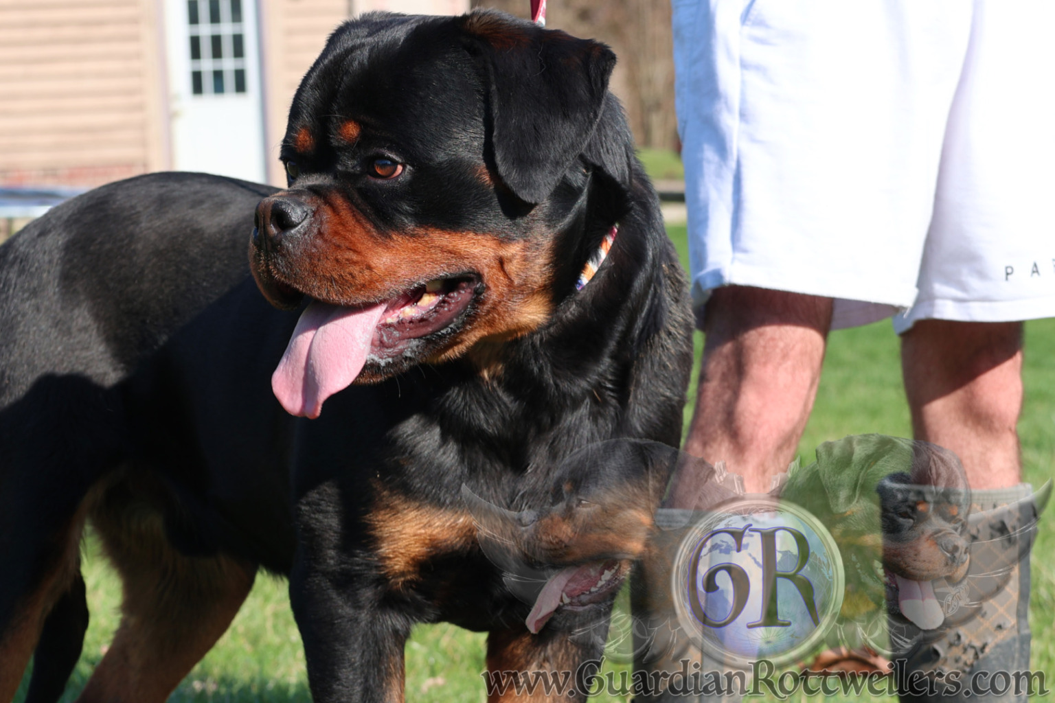 Guardian Walter von Gottschalk – Guardian Rottweilers