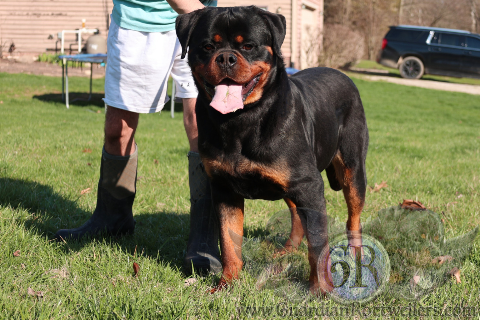 Guardian Walter von Gottschalk – Guardian Rottweilers