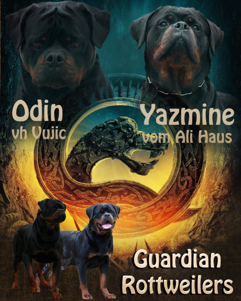 PUPPIES! – Guardian Rottweilers