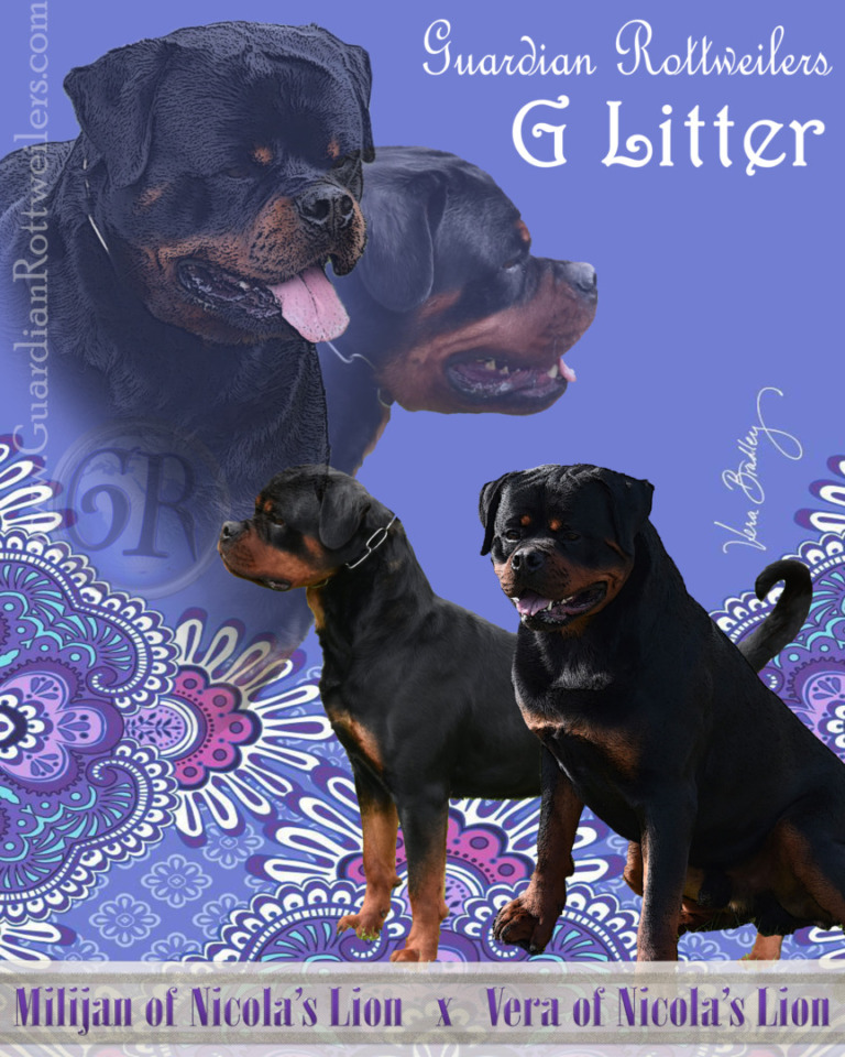 PUPPIES! – Guardian Rottweilers