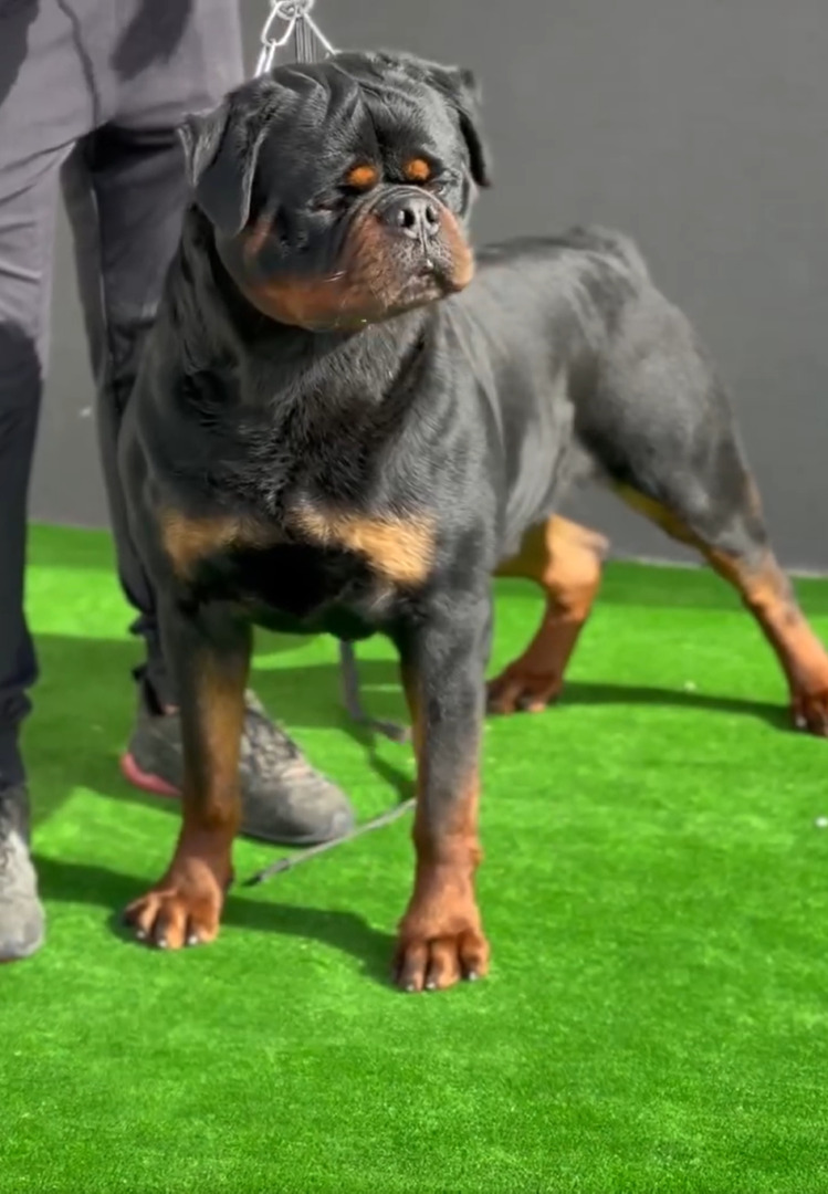 Playboy haus of Andric’s Lion – Guardian Rottweilers