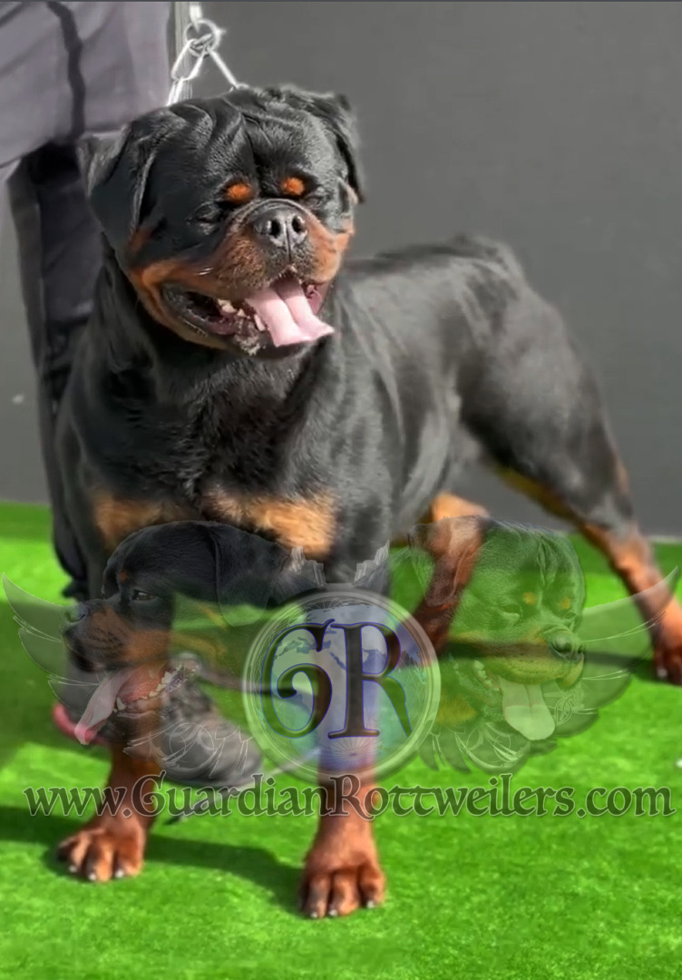 Playboy haus of Andric’s Lion – Guardian Rottweilers