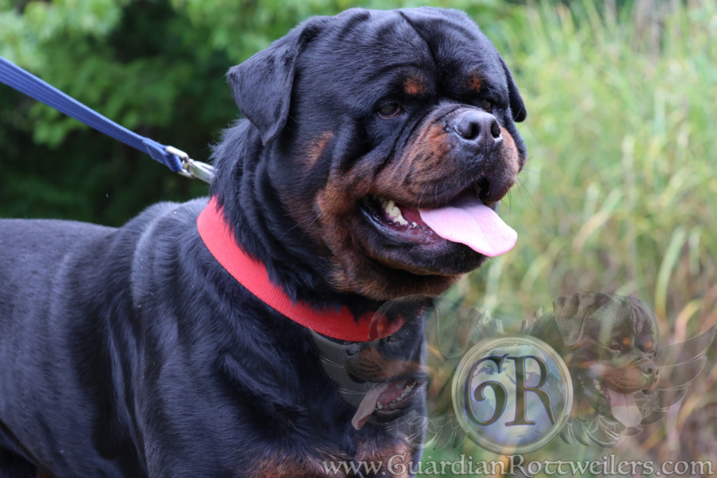 Guardian Gladiator von Gottschalk – Guardian Rottweilers