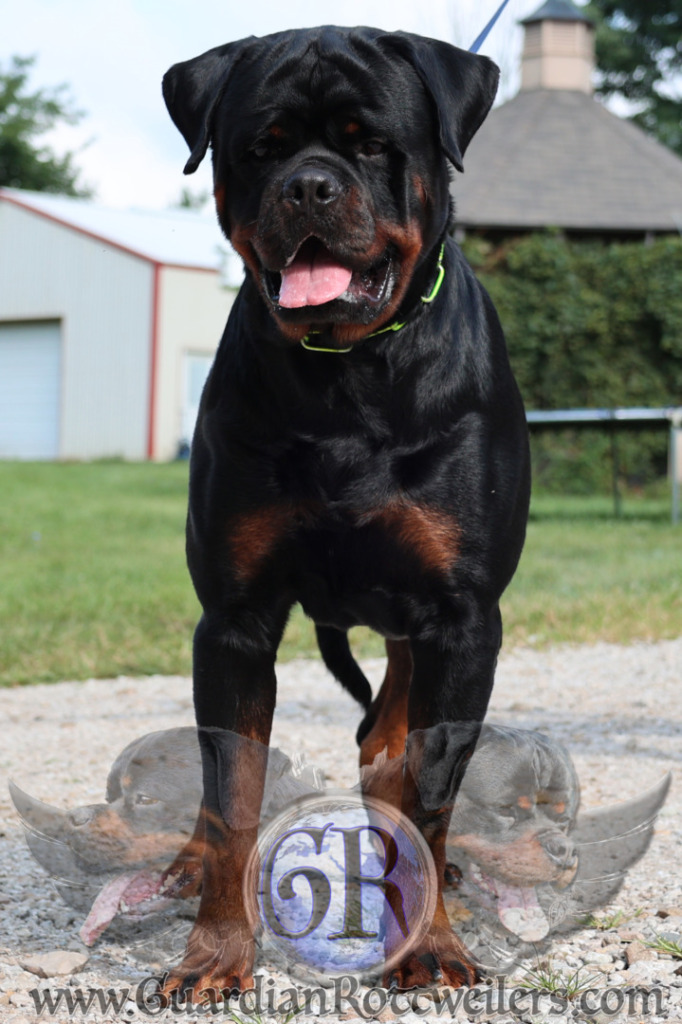 Hulk von hause Pista – Guardian Rottweilers