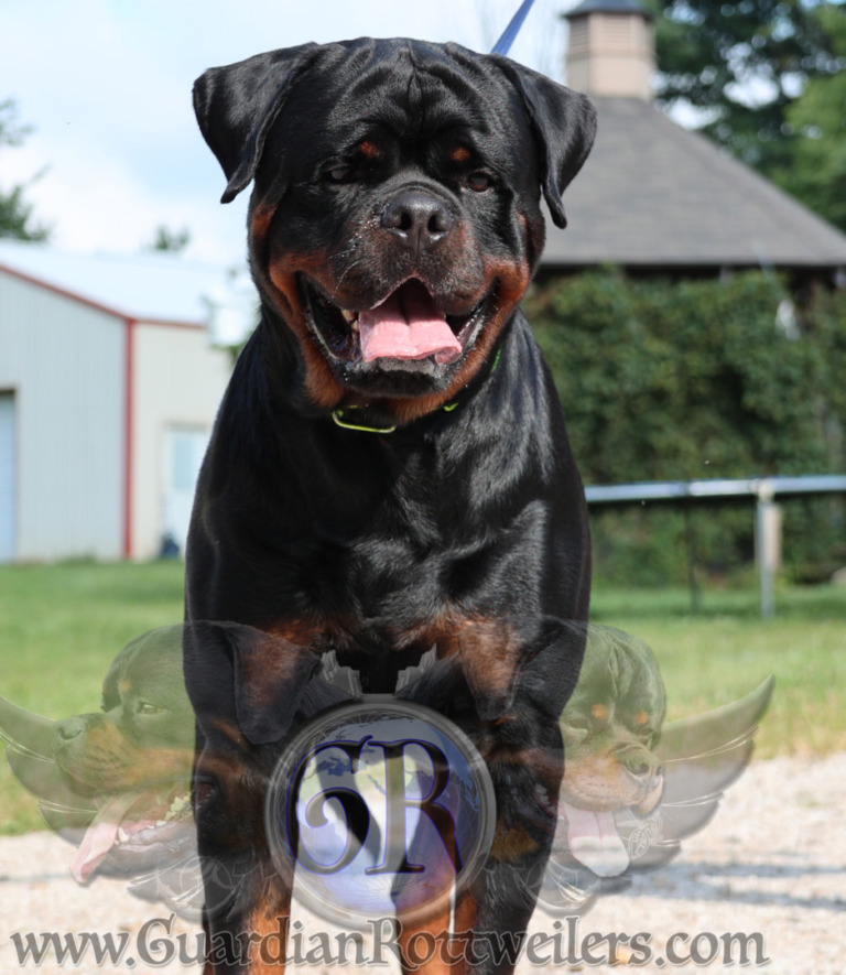 Hulk von hause Pista – Guardian Rottweilers