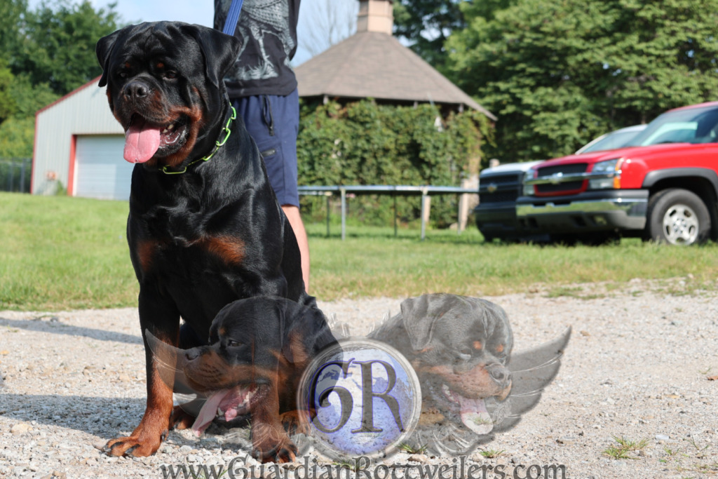 Hulk von hause Pista – Guardian Rottweilers