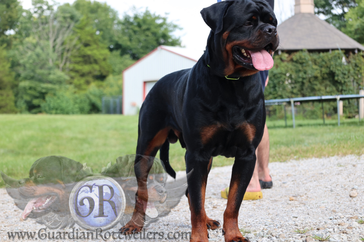 Hulk von hause Pista – Guardian Rottweilers