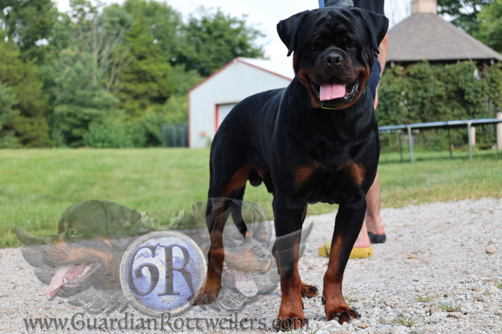 Hulk von hause Pista – Guardian Rottweilers