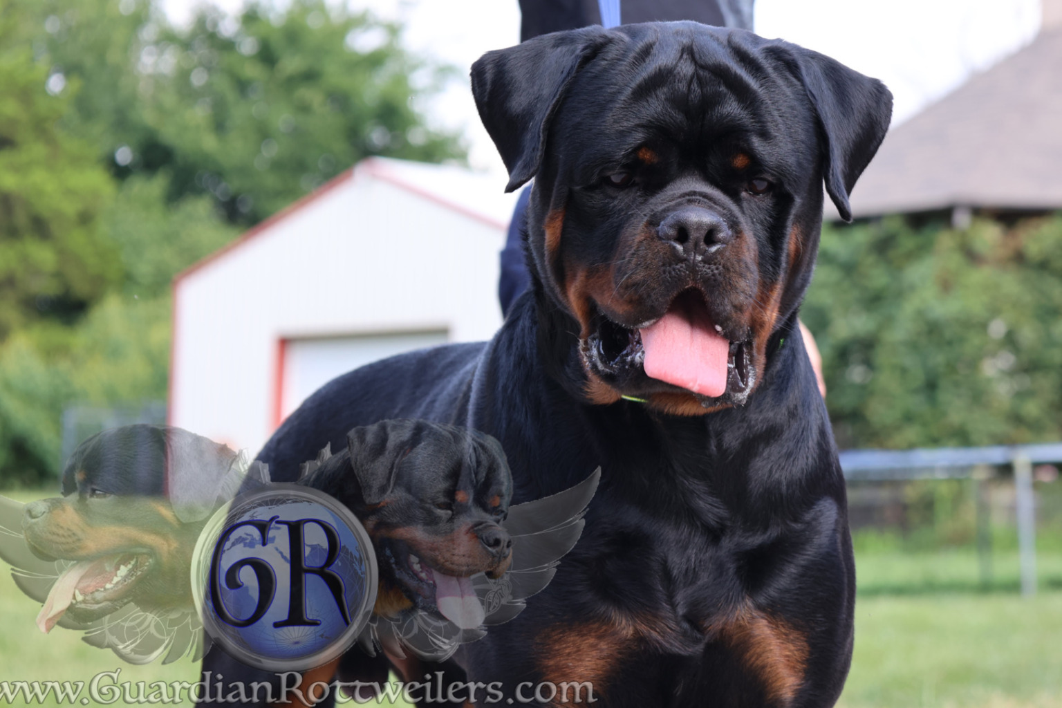Hulk von hause Pista – Guardian Rottweilers