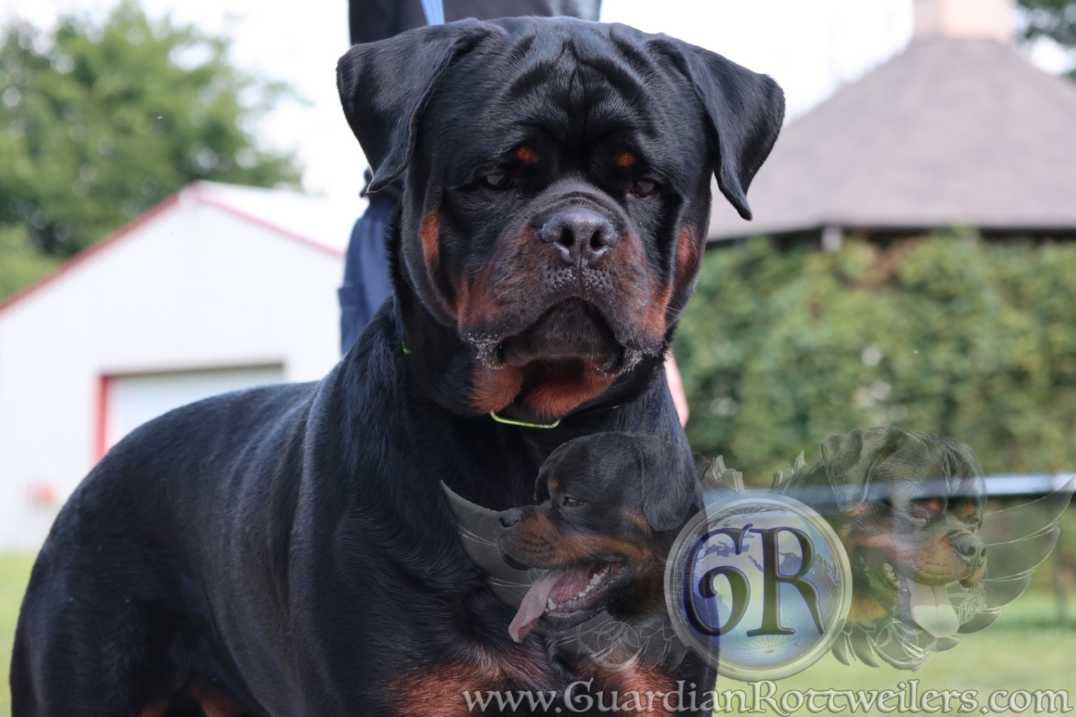 Hulk von hause Pista – Guardian Rottweilers