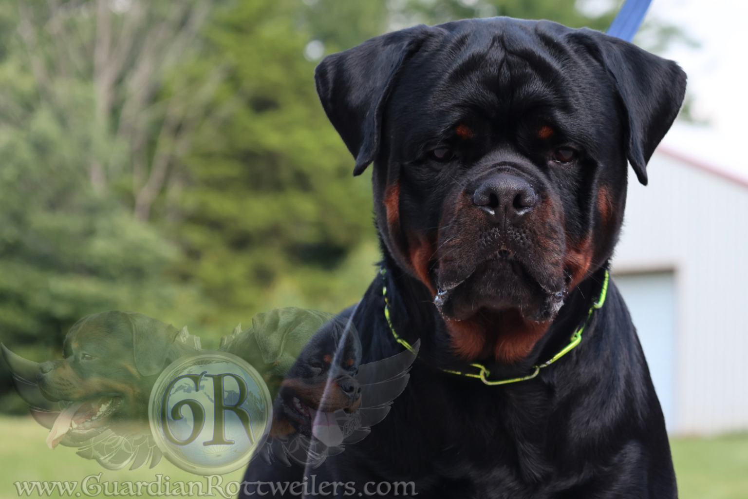 Hulk von hause Pista – Guardian Rottweilers
