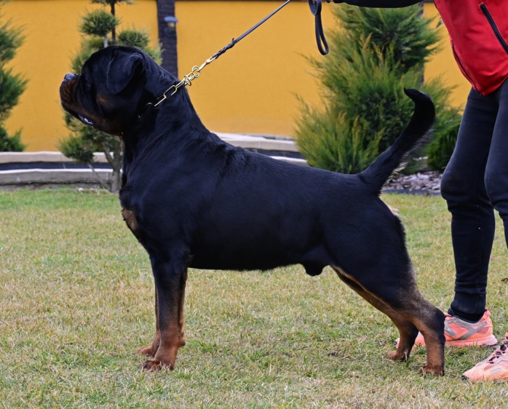 Snoopy Timit-Tor – Guardian Rottweilers