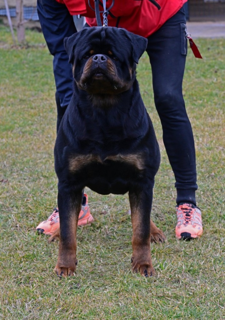 Snoopy Timit-Tor – Guardian Rottweilers