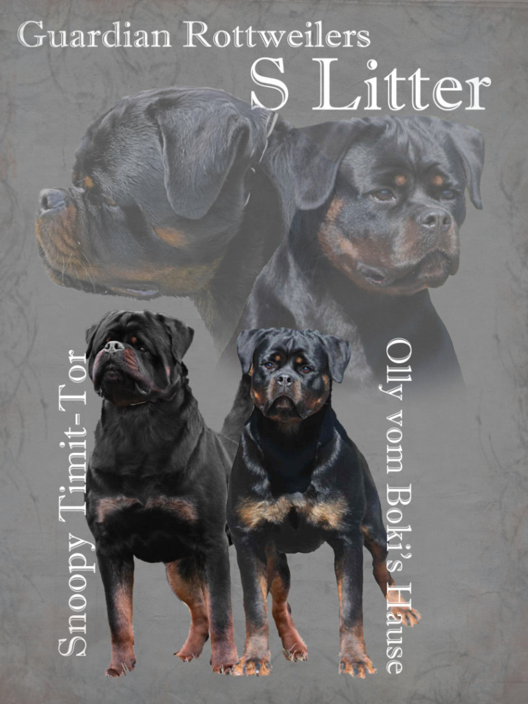 S Litter: Snoopy x Olly – Guardian Rottweilers