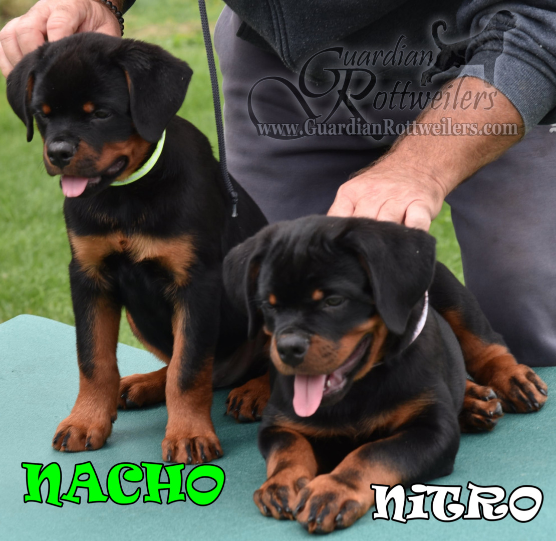 PUPPIES! – Guardian Rottweilers