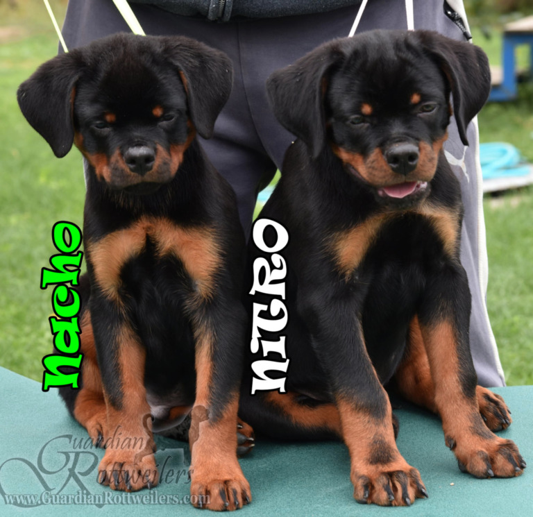IMPORT PUPS: NIKOLA’S LION – Guardian Rottweilers