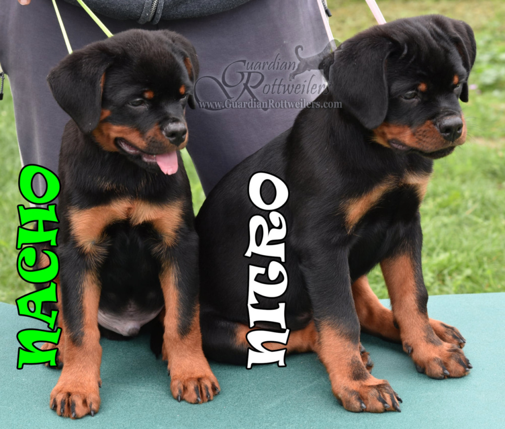 IMPORT PUPS: NIKOLA’S LION – Guardian Rottweilers