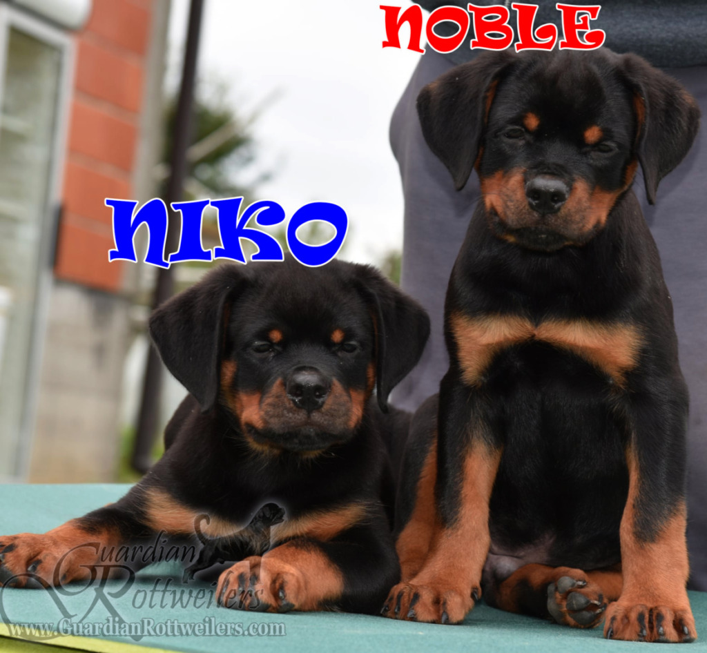 IMPORT PUPS: NIKOLA’S LION – Guardian Rottweilers