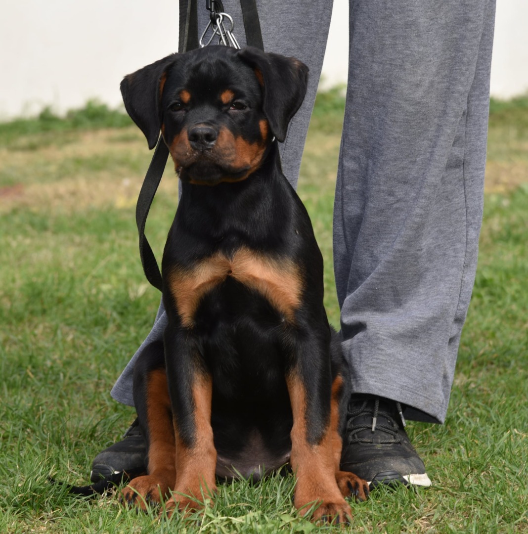 PUPPIES! – Guardian Rottweilers